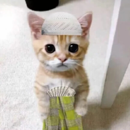 10 PP Kucing Ramadhan 2024 Pakai Peci, Berhijab, Lucu