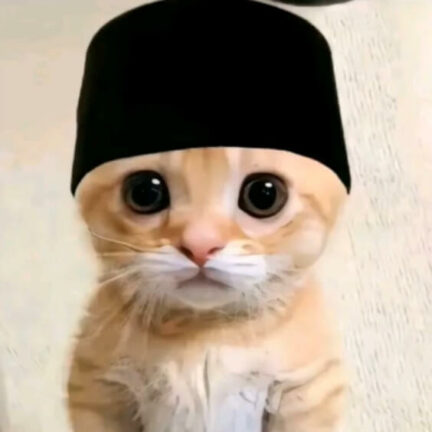 10 PP Kucing Ramadhan 2024 Pakai Peci, Berhijab, Lucu